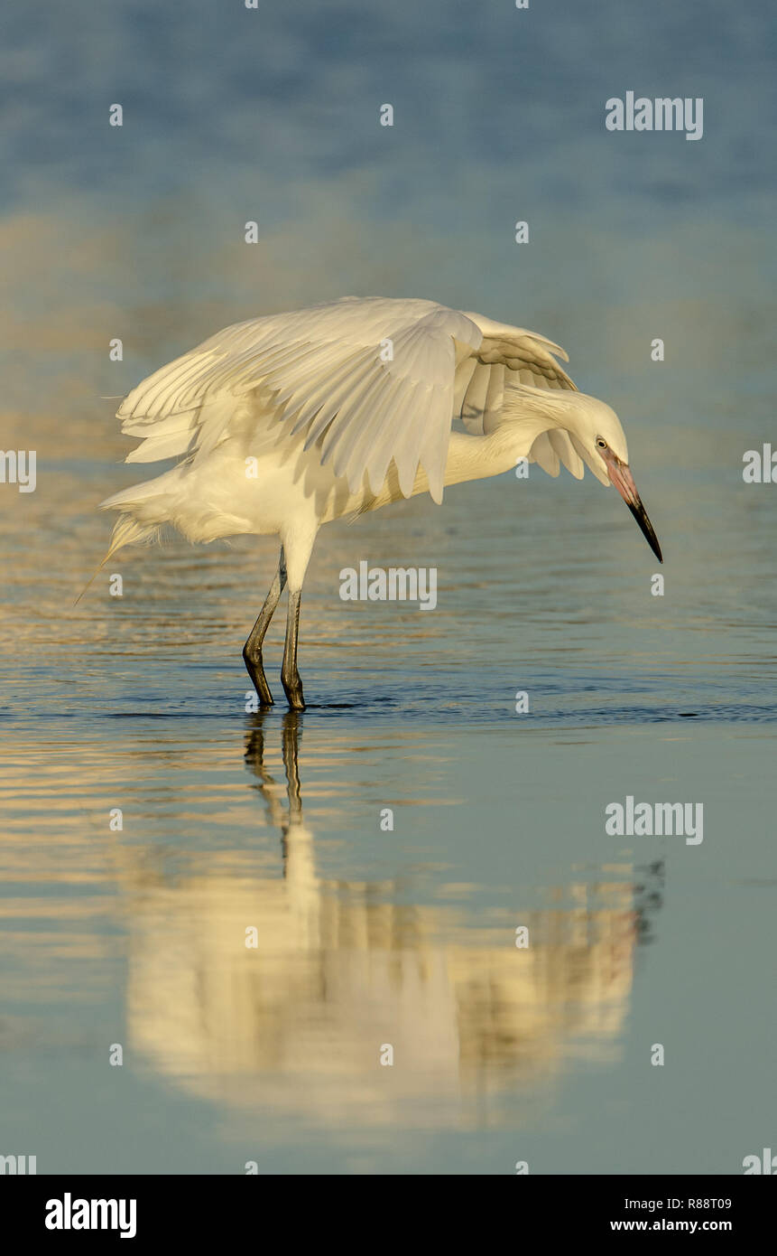 Reddish egret White morph (Egretta rufescens) in Florida is a rare ...
