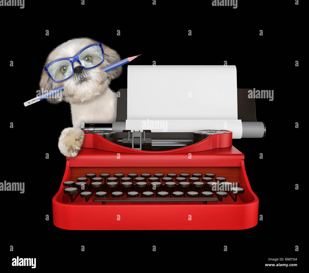 Shitzu dog is typing on a typewriter keyboard. Isolated on black ...