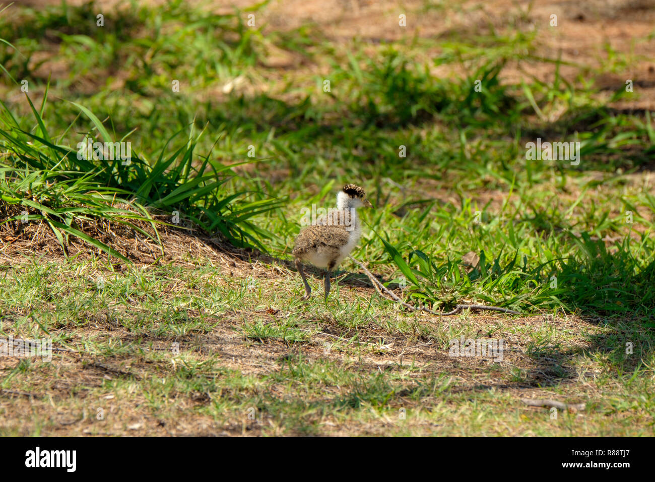 Masked Lapwing Chick Stock Photo - Alamy