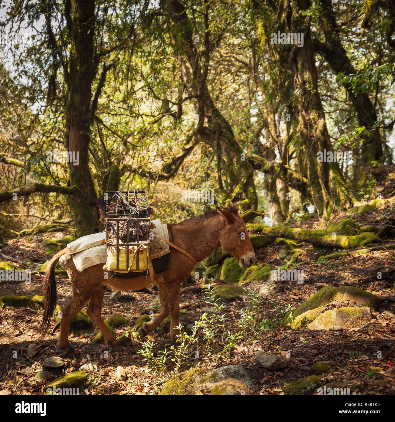 Pack mule hi-res stock photography and images - Alamy