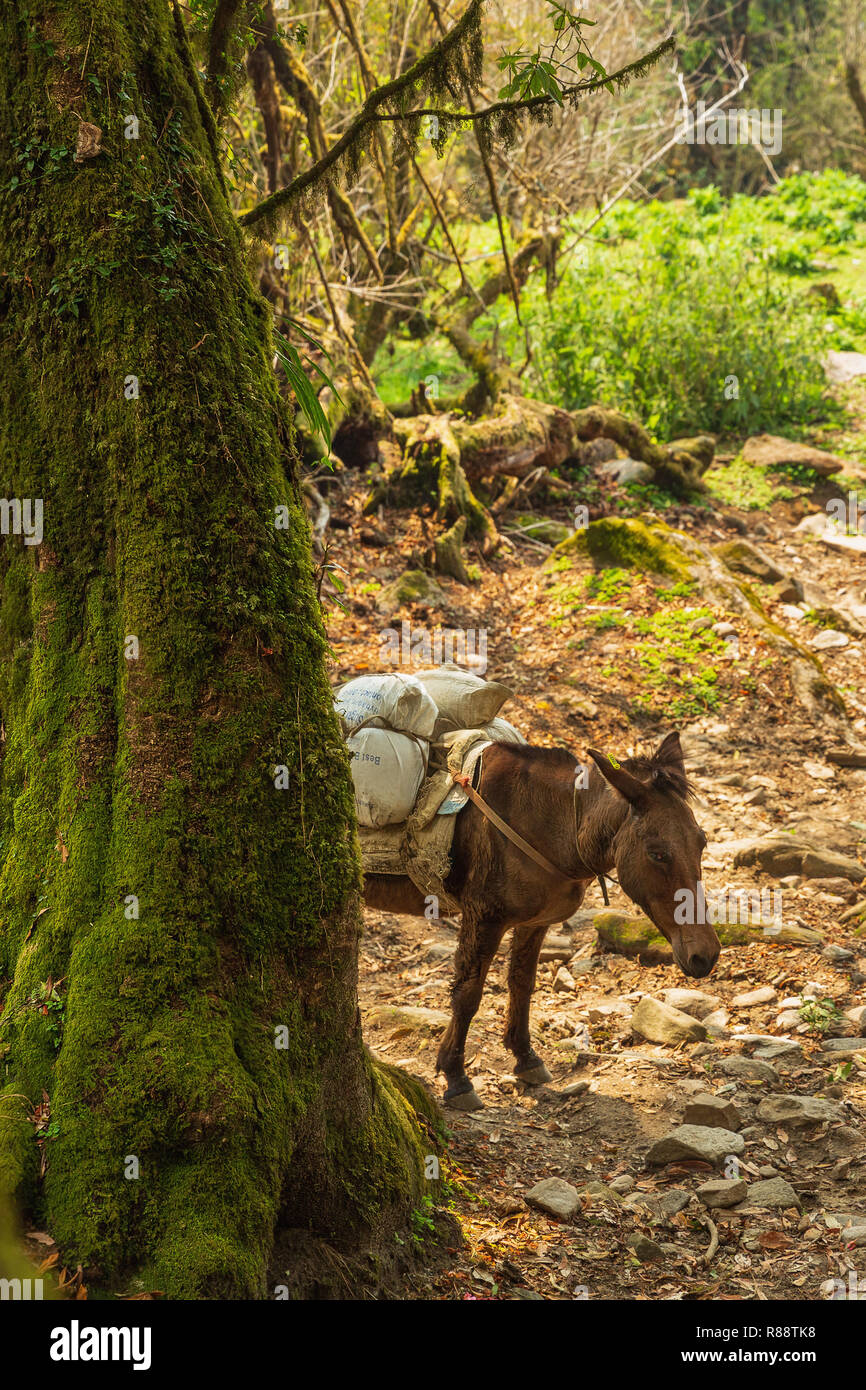 Pack mule hi-res stock photography and images - Alamy