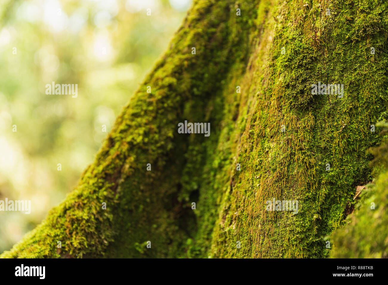 Moss growing on tree hi-res stock photography and images - Alamy