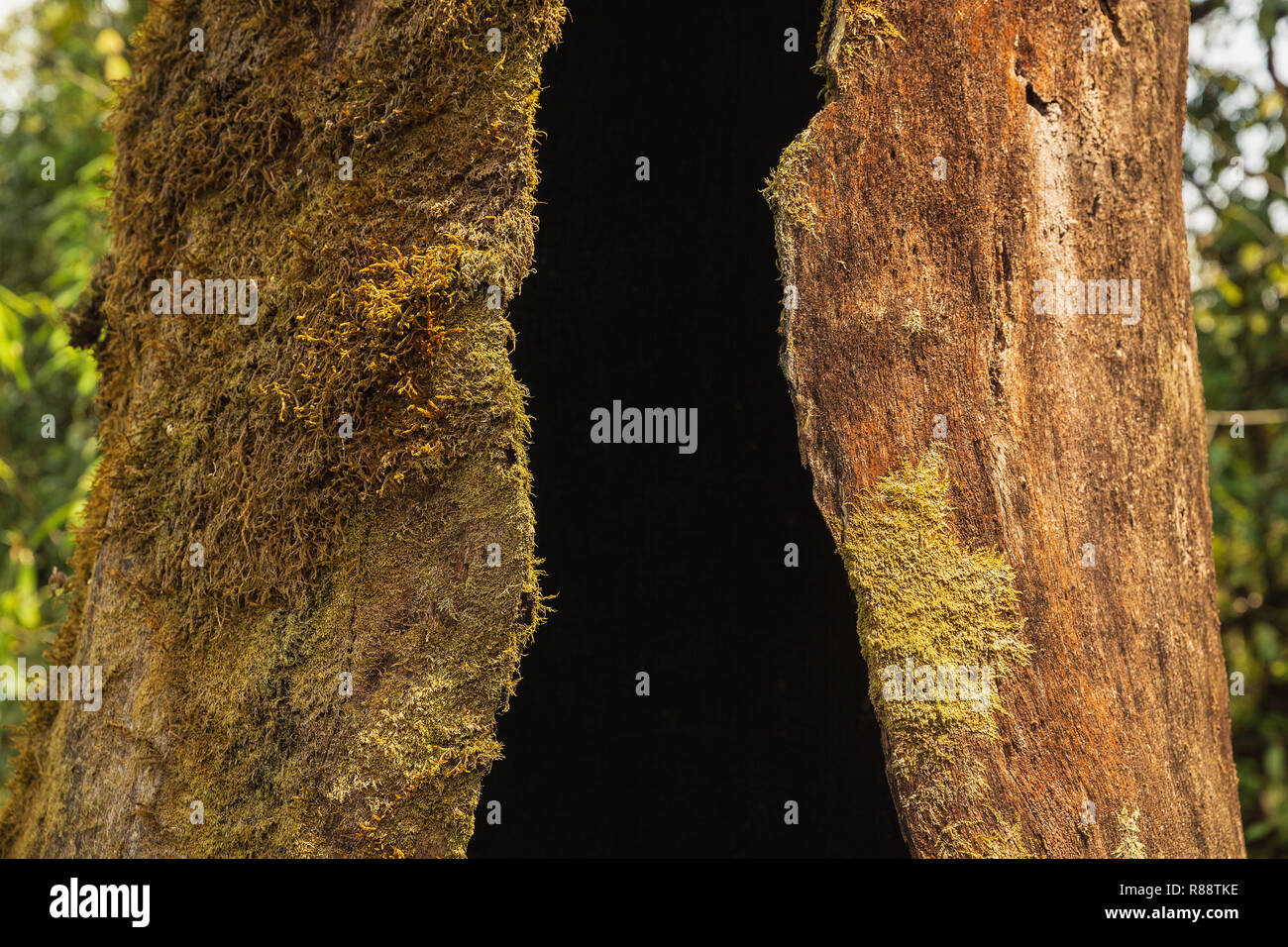 Shadows inside a hallowed out tree trunk in the Annapurna Himal, Nepal ...
