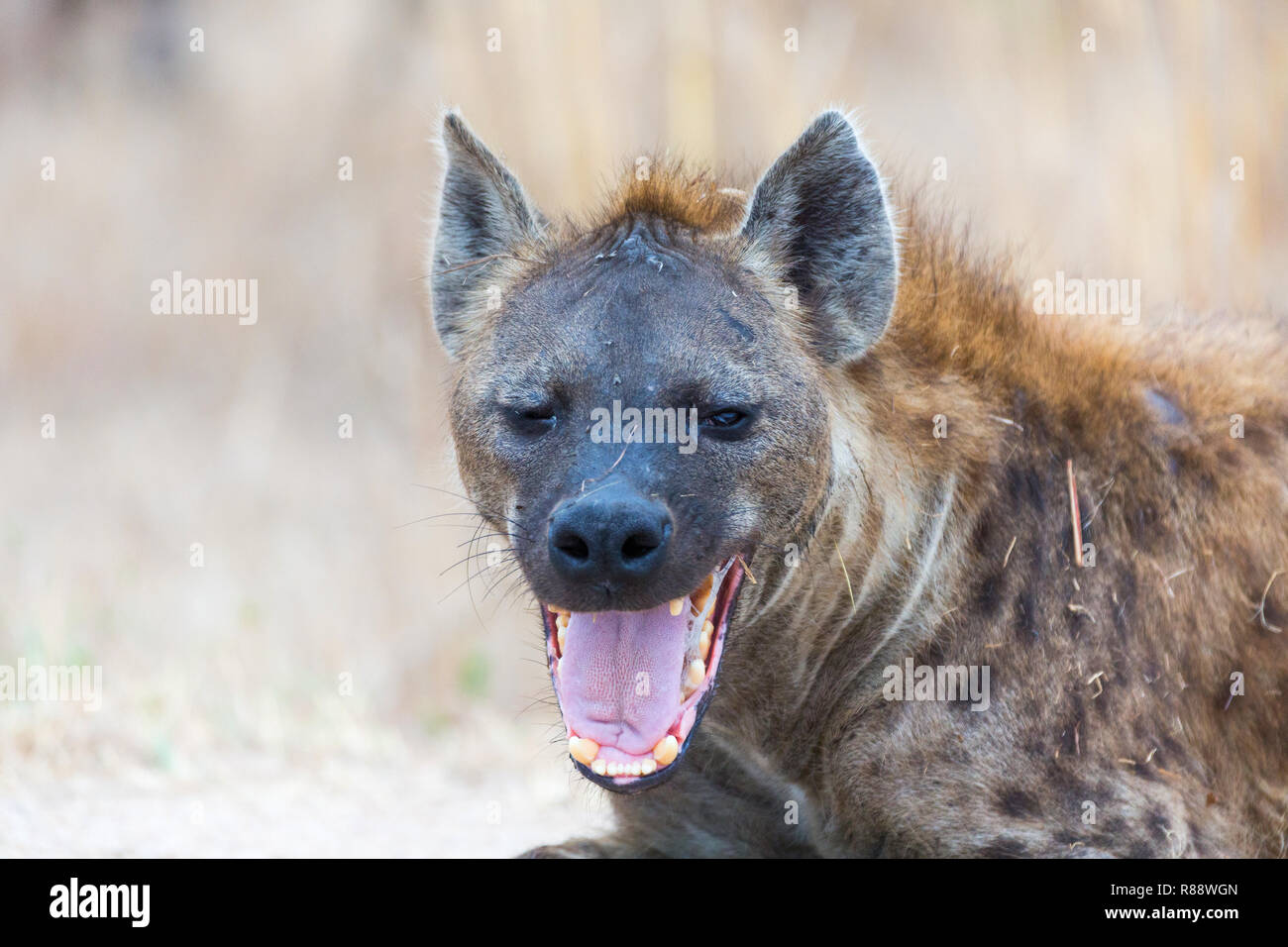 Hyena tail hi-res stock photography and images - Alamy