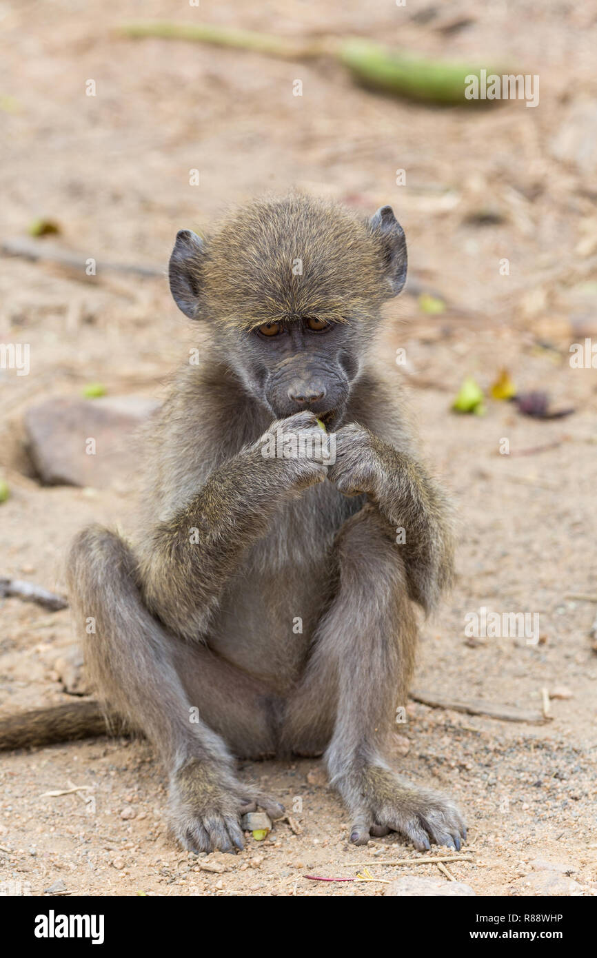 Baboon ears hi-res stock photography and images - Alamy