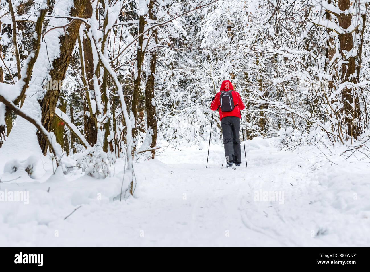 Walk in the winter forest Stock Photo - Alamy