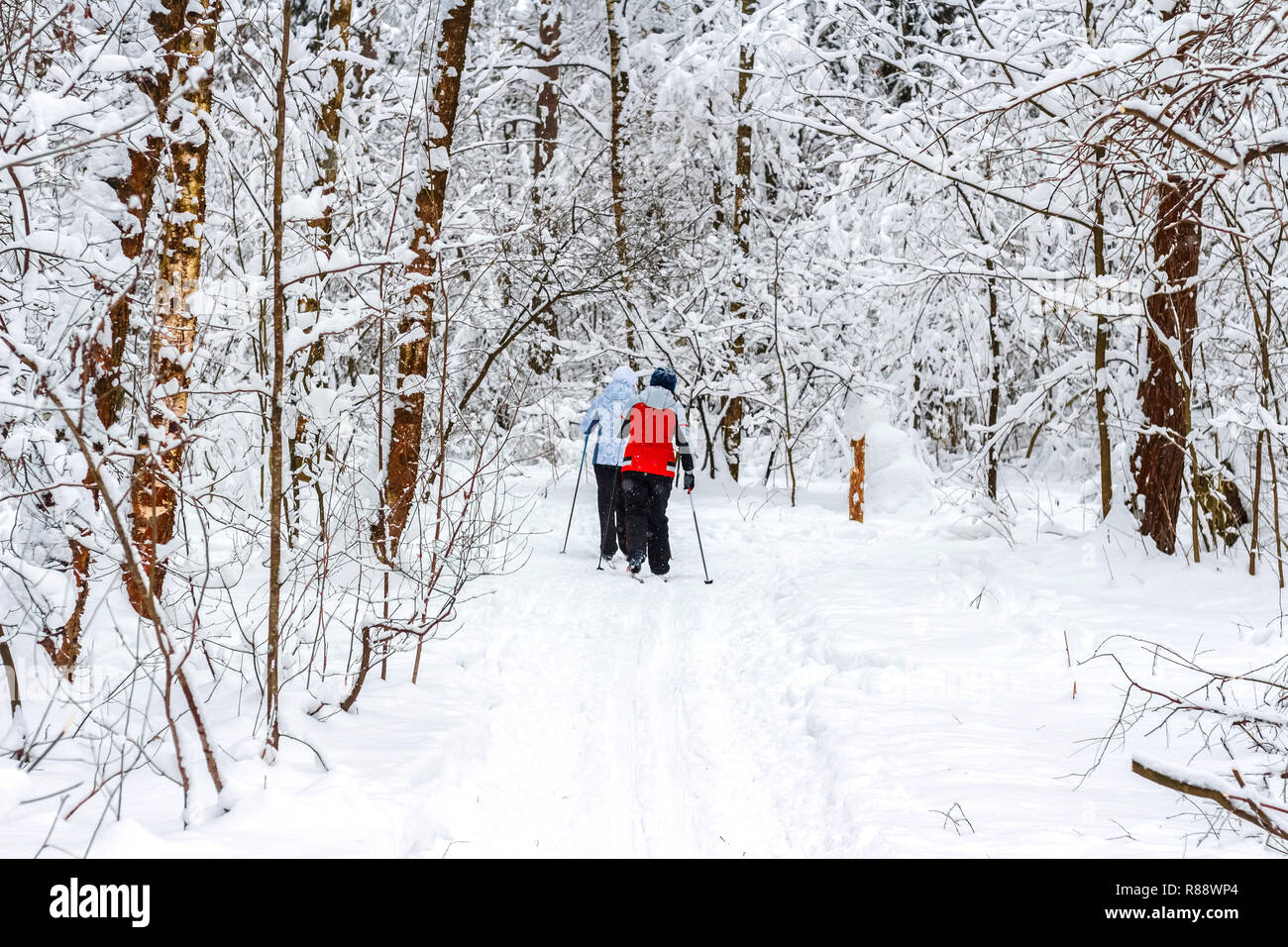 Walk in the winter forest Stock Photo - Alamy