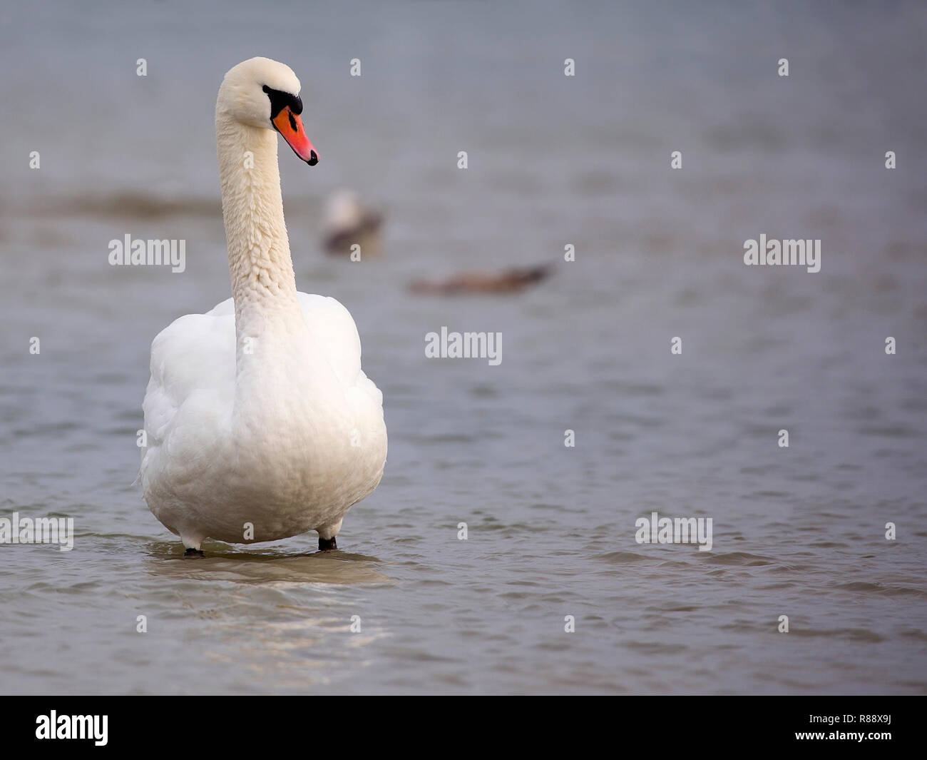 Beauty and swan hi-res stock photography and images - Alamy