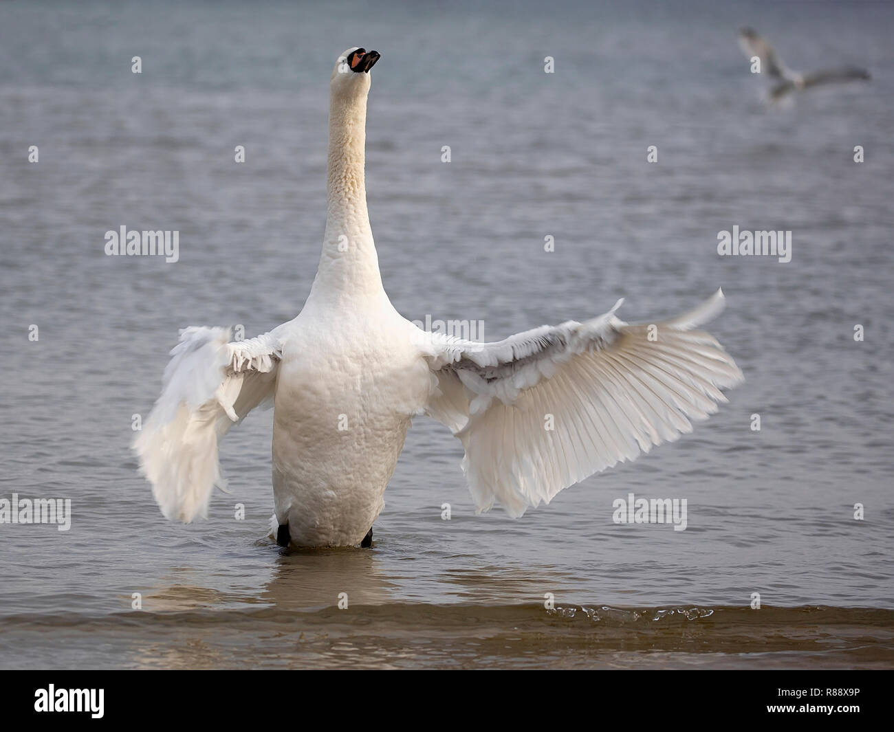 Beauty and swan hi-res stock photography and images - Alamy