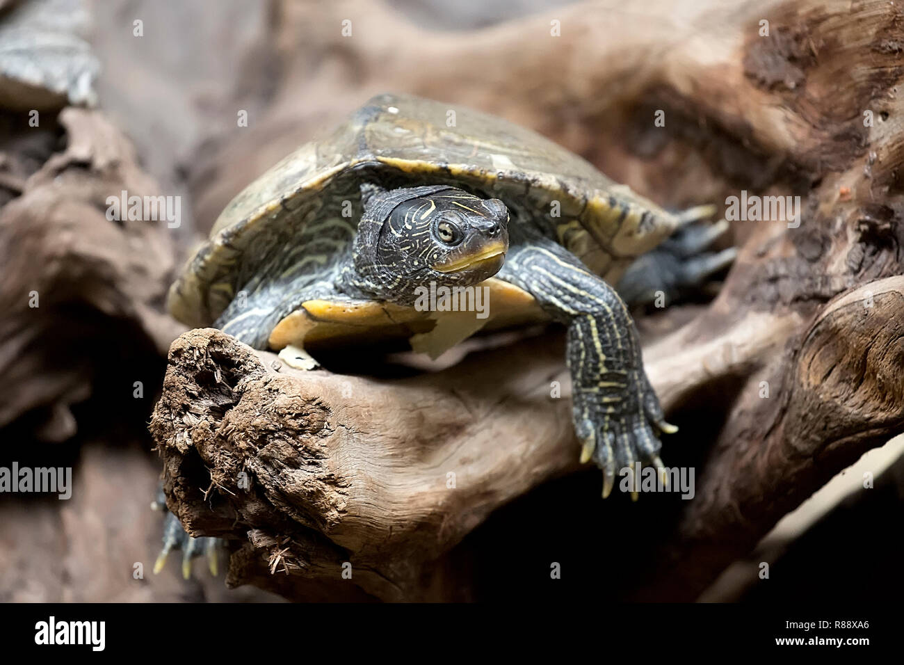Turtle in the wild Stock Photo - Alamy