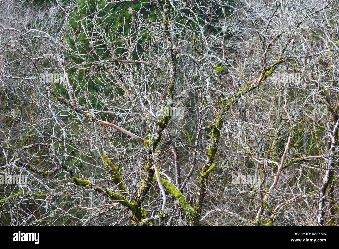 Leafless tree in the forest Stock Photo - Alamy