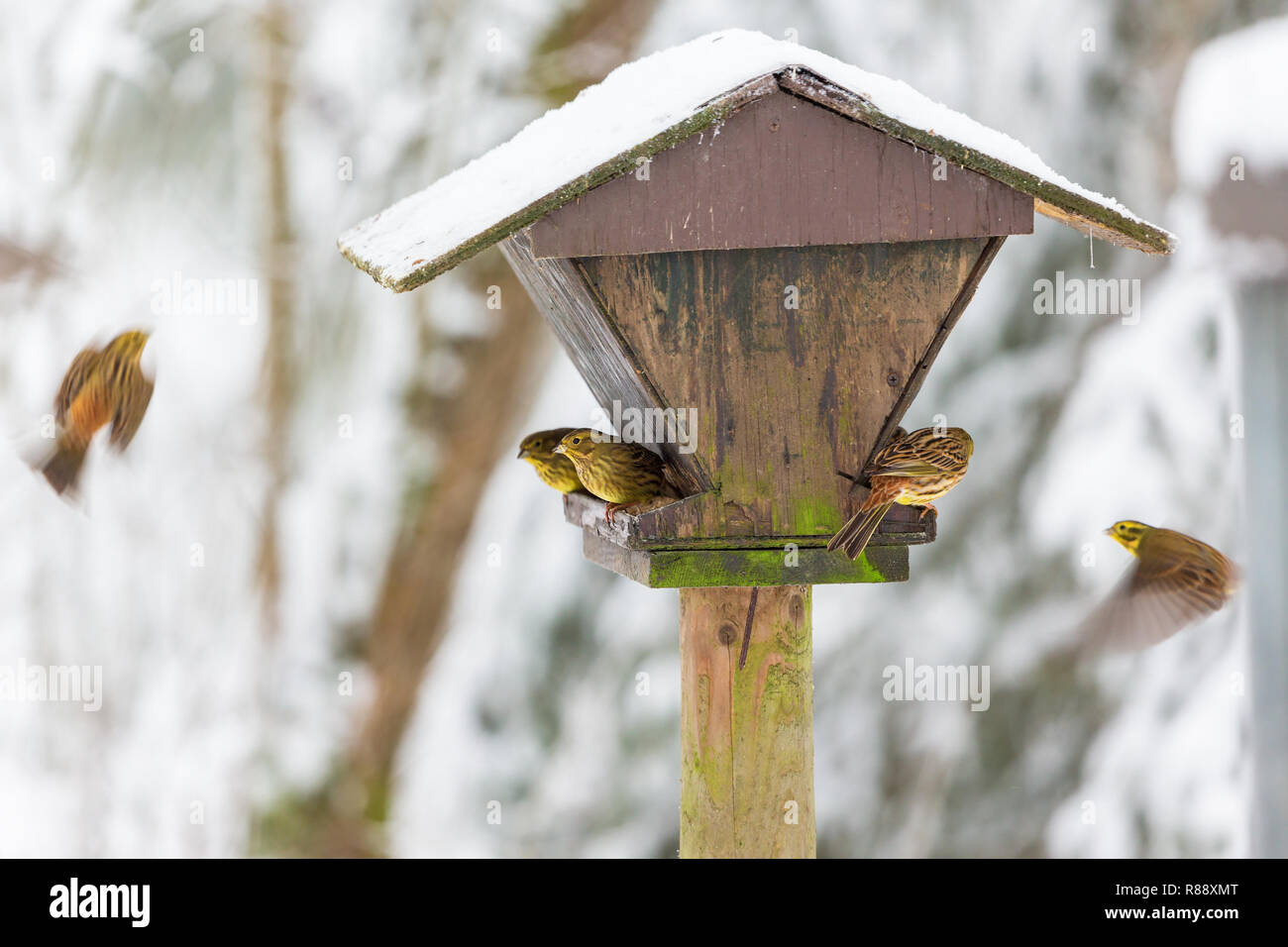 Yellowhammer flying hi-res stock photography and images - Alamy