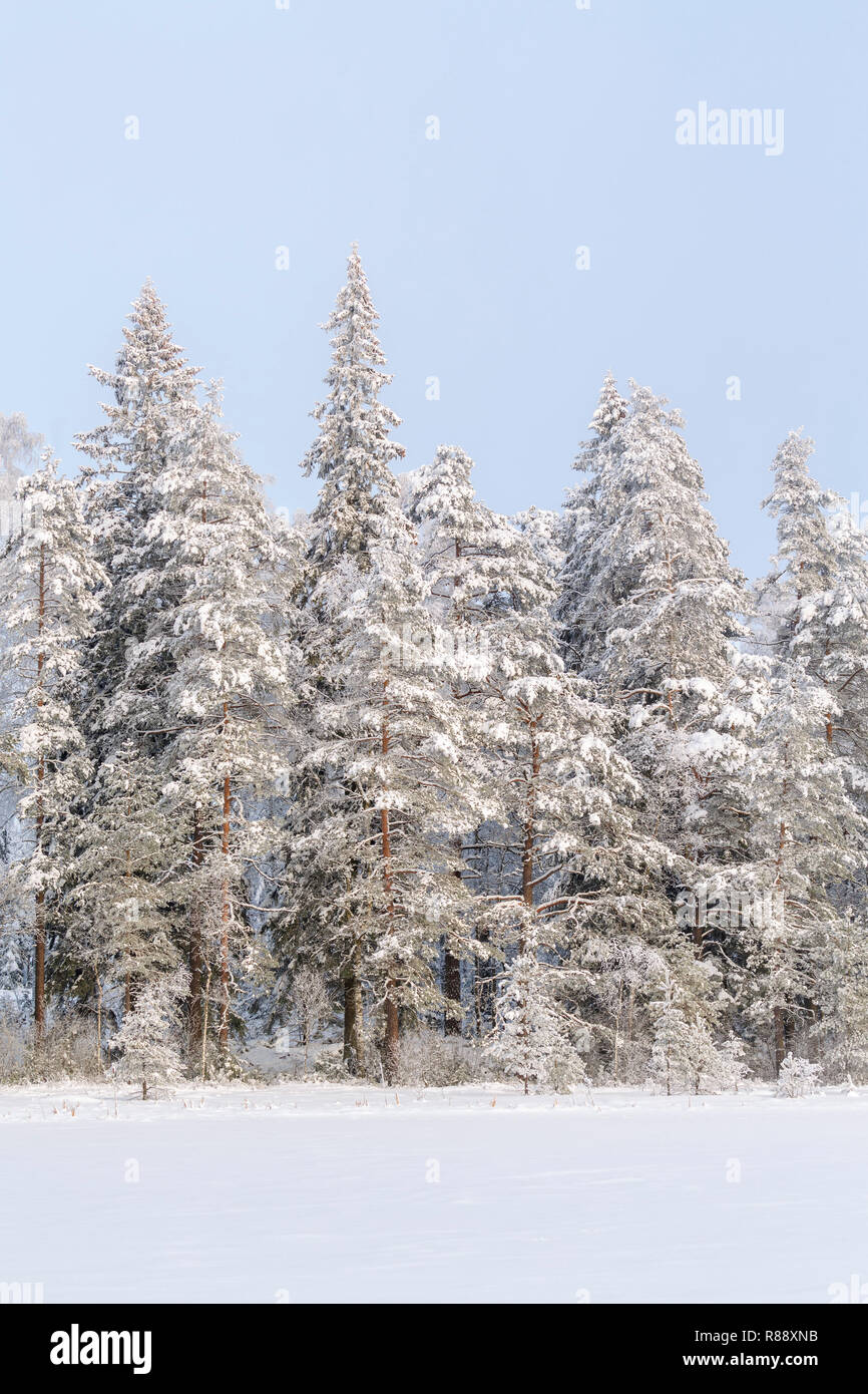 Coniferous forest with snow and frost in winter Stock Photo - Alamy