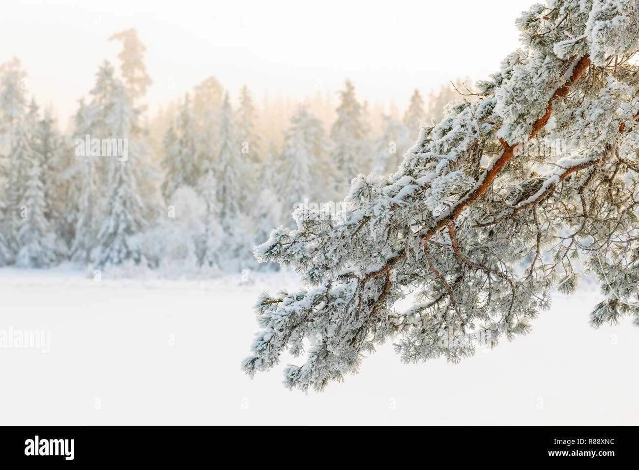 Pine tree branch with frost in a winter landscape Stock Photo - Alamy