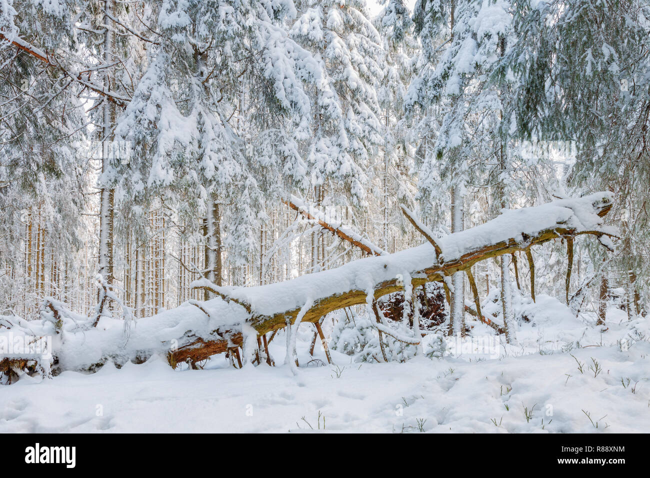 Dead spruce trees in winter hi-res stock photography and images - Alamy