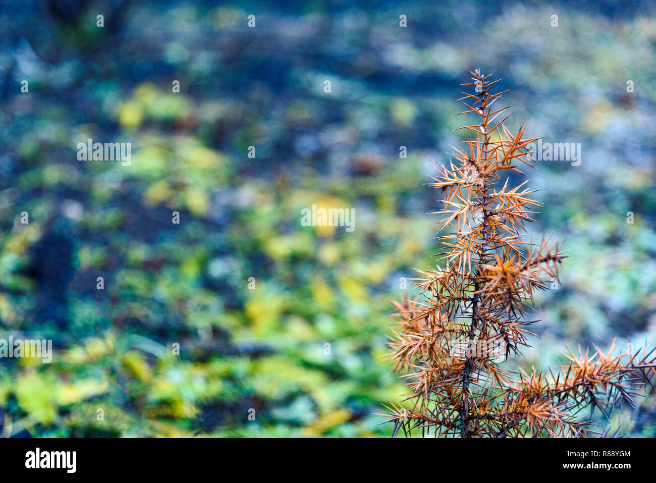 Juniper berries background hi-res stock photography and images - Alamy