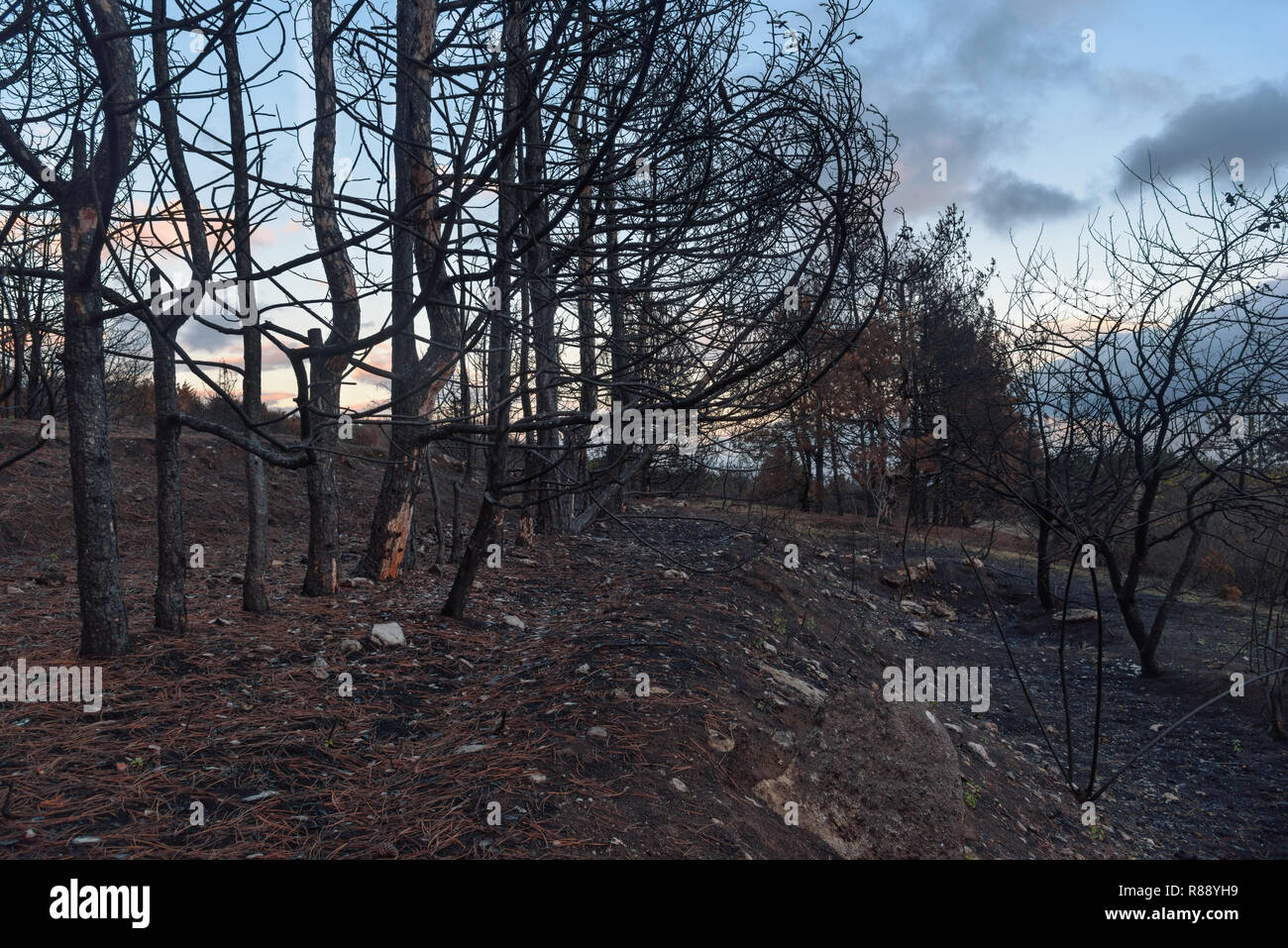 Burnt forest landscape hi-res stock photography and images - Alamy