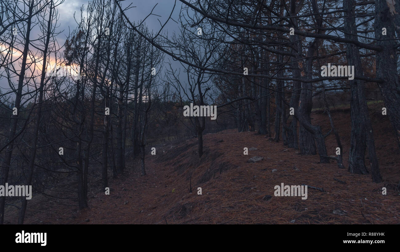 Dead branches in evergreen forest hi-res stock photography and images ...