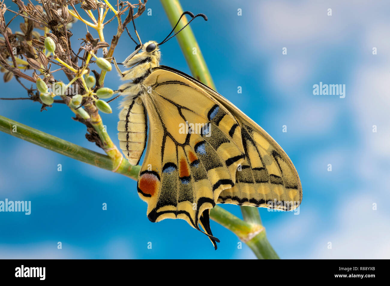Swallowtail Butterfly, that has just emerged from its pupa Stock Photo ...