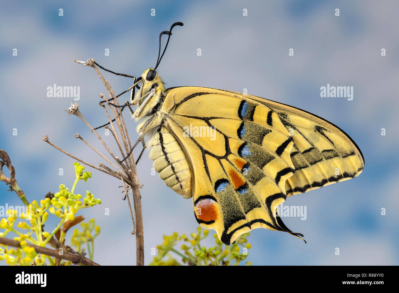 Butterfly emerged from pupa hi-res stock photography and images - Alamy