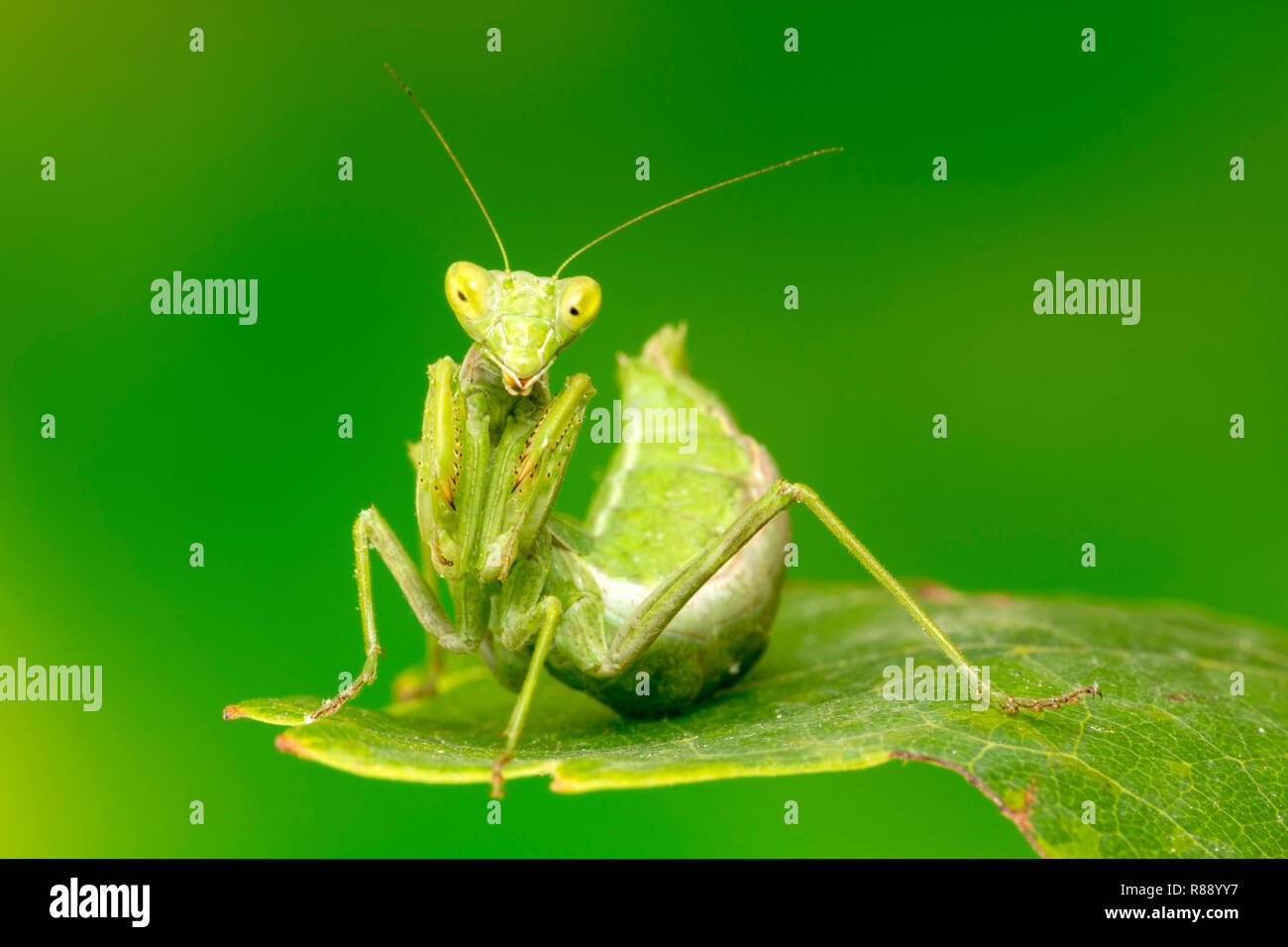 Tiny Wingless praying mantis, adult, life-size magnification Stock ...
