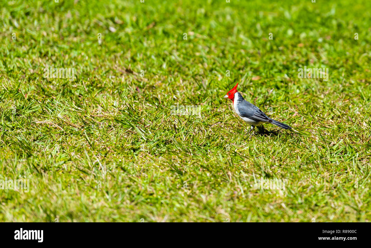 Hawaiian cardinal hi-res stock photography and images - Alamy