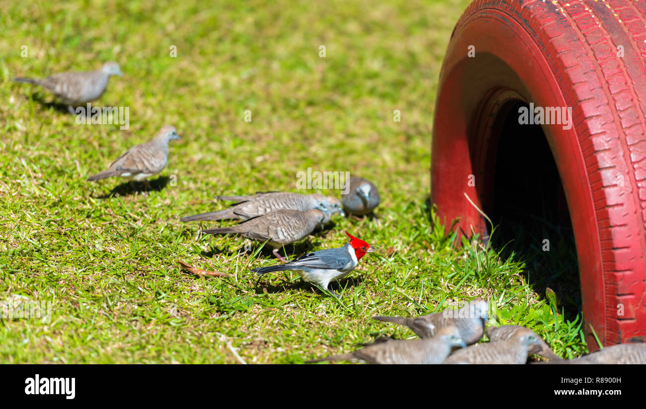 Hawaiian cardinal hi-res stock photography and images - Alamy