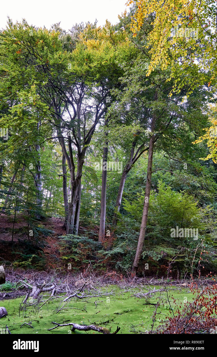 Moor green lakes nature reserve hi-res stock photography and images - Alamy