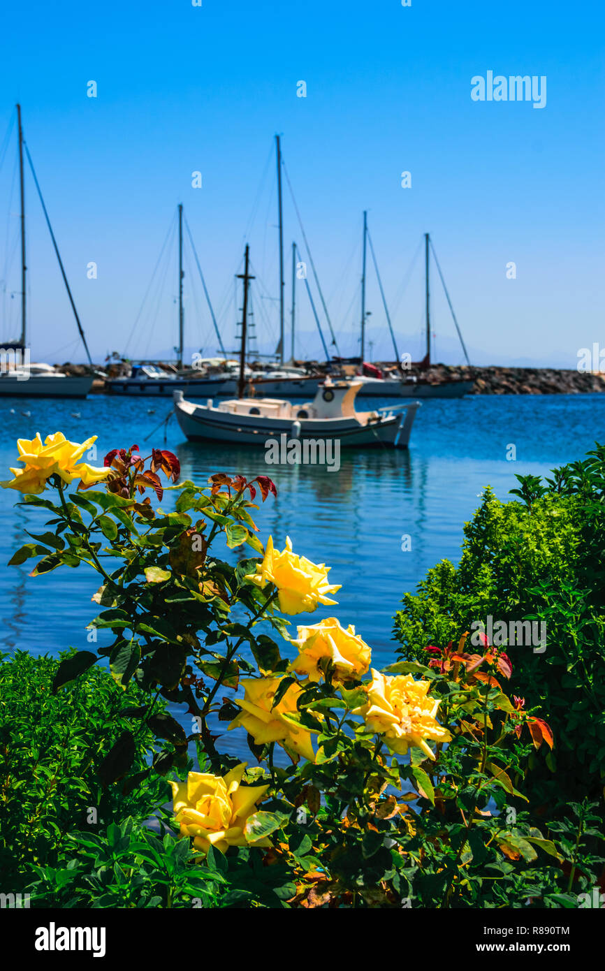 Yellow water rose sea hi-res stock photography and images - Alamy