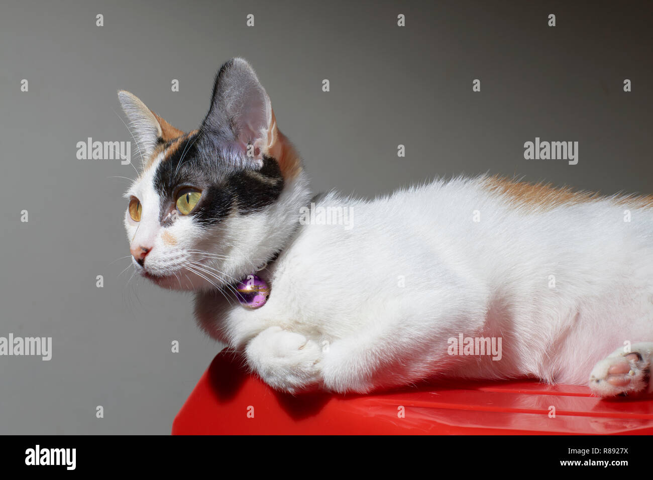 A downy cat who has yellow eyes is staring at something. Isolated on ...