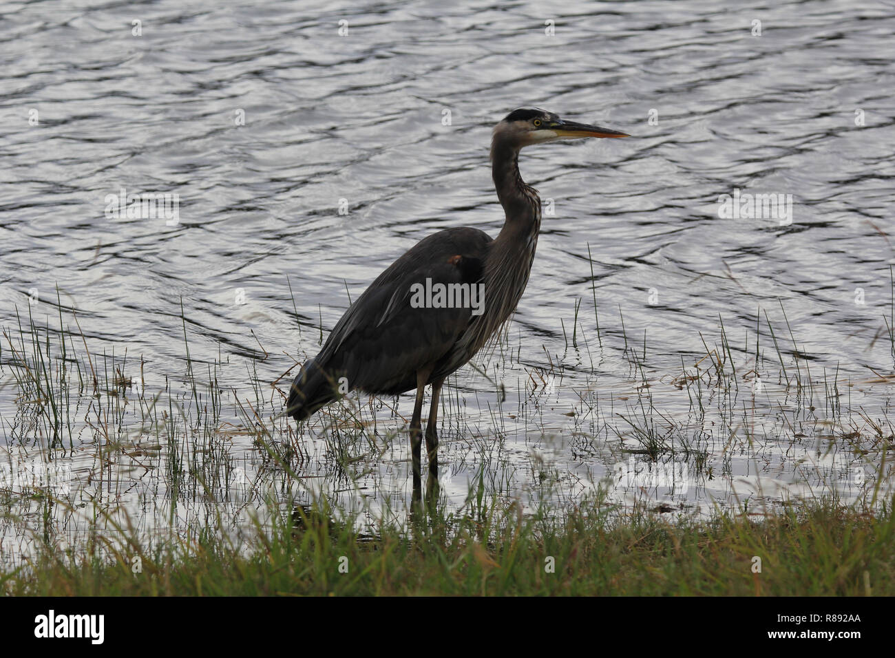 Lagunitas california hi-res stock photography and images - Alamy