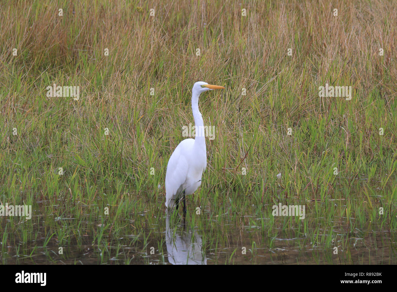 Lagunitas california hi-res stock photography and images - Alamy