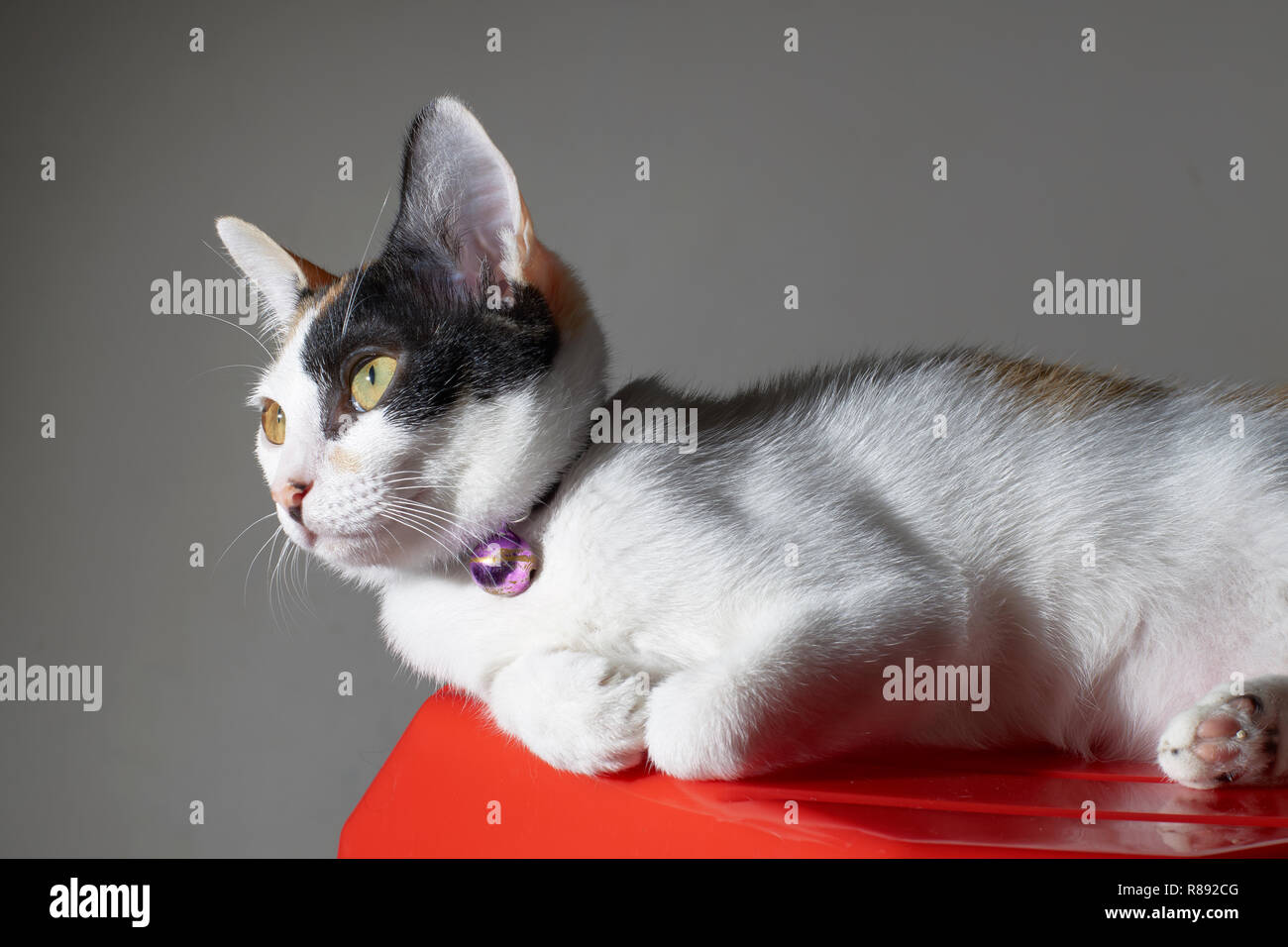 A downy cat who has yellow eyes is staring at something. Isolated on ...