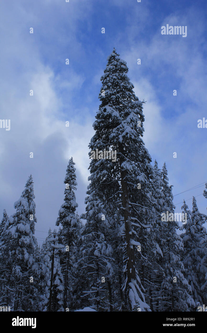 snow on trees Stock Photo - Alamy