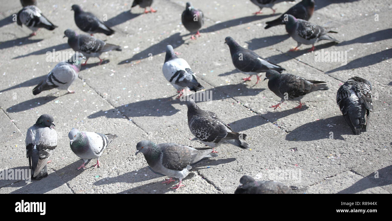 many grey pigeons on the italian square Stock Photo - Alamy