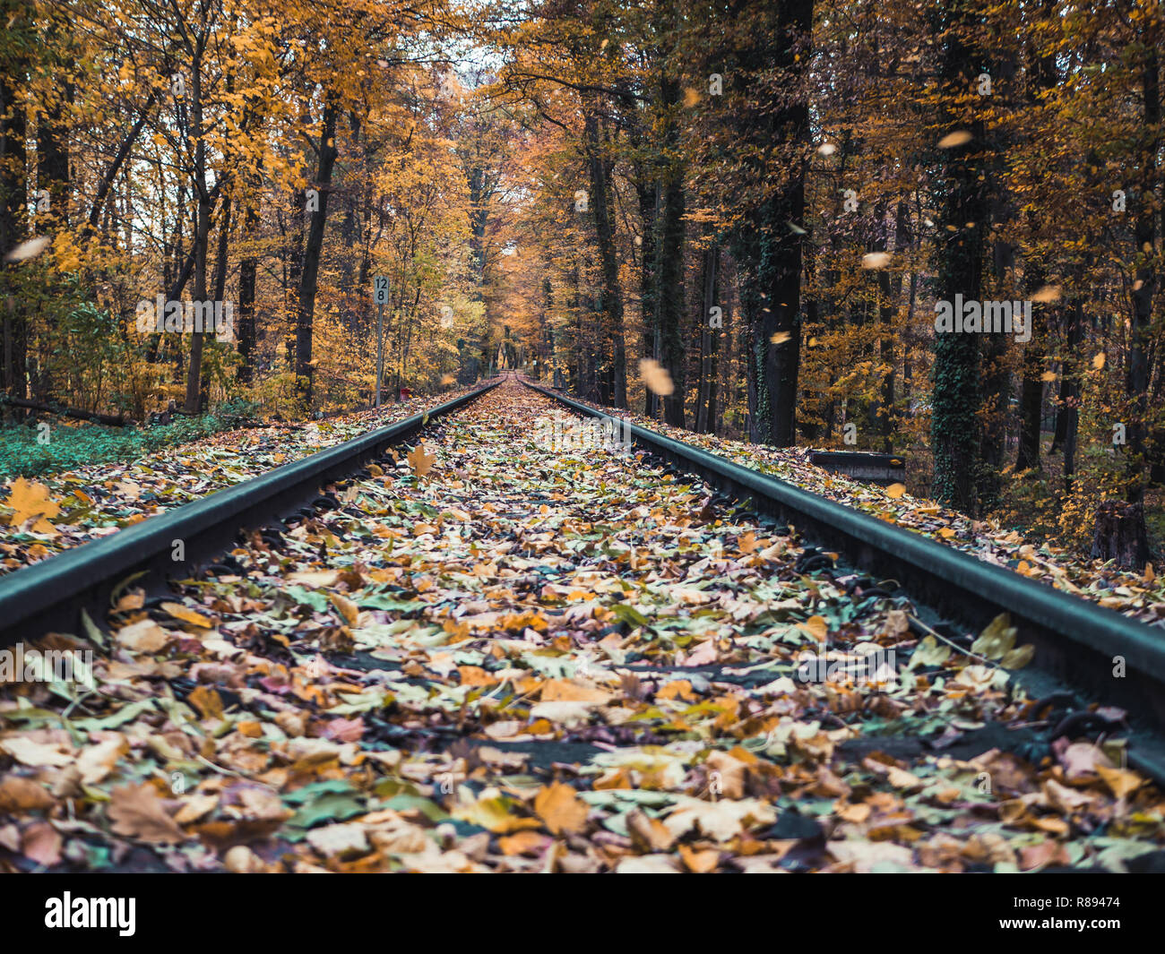 Flying through woods hi-res stock photography and images - Alamy