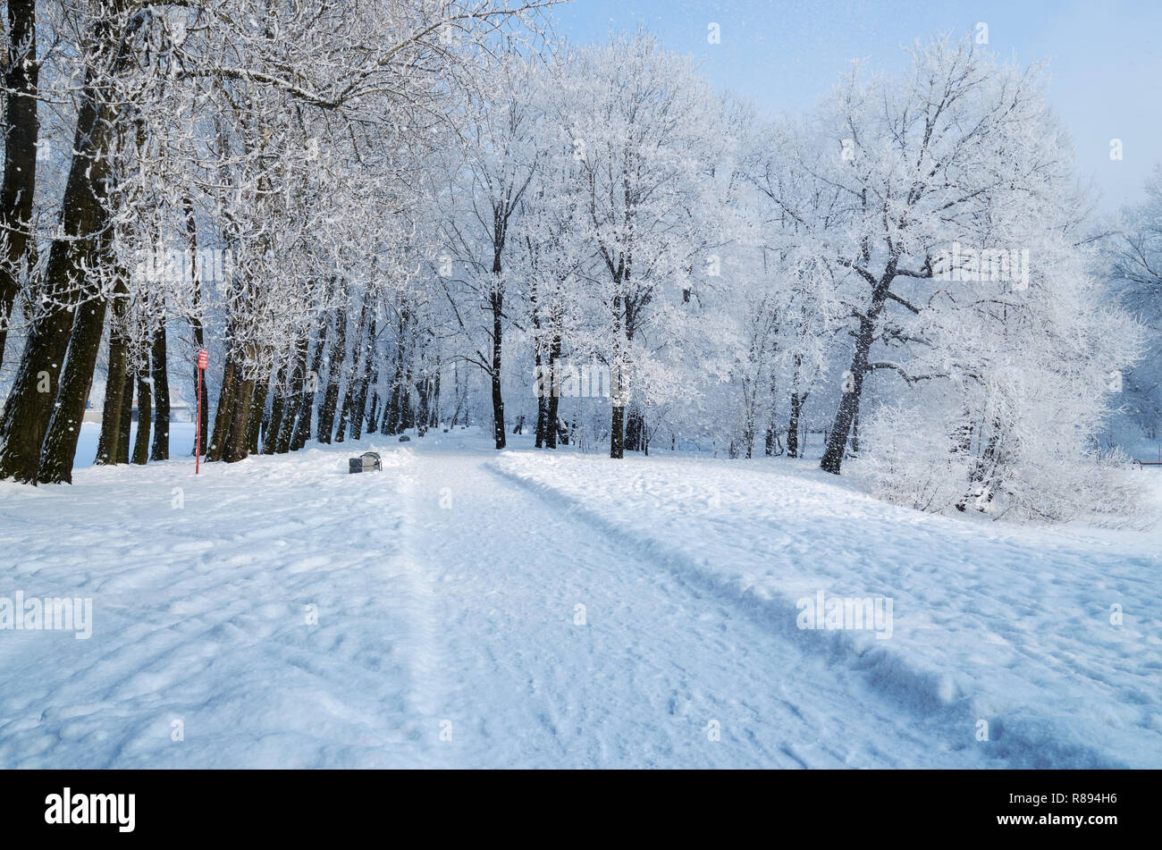 Natural landscape in the Park.On the ground and in the trees is a lot ...