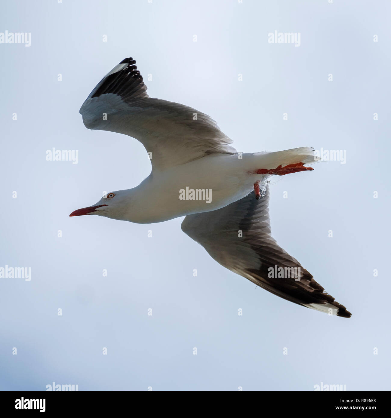 Seagull in flight Stock Photo - Alamy