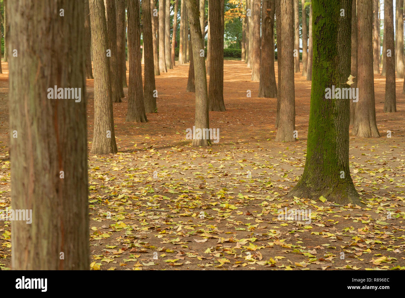 Closeup landscape photo of trees in a forest in East Lake, China ...