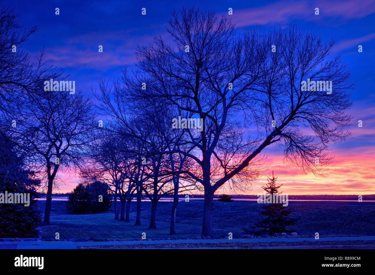 Green Ash trees in silhouette at early sunrise with colorful clouds in ...