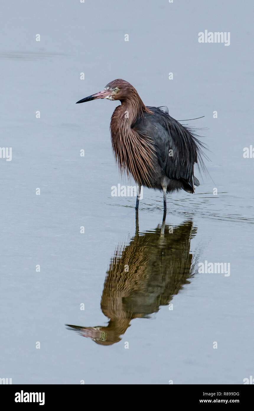 Reddish egret (Egretta rufescens) in Florida Stock Photo - Alamy