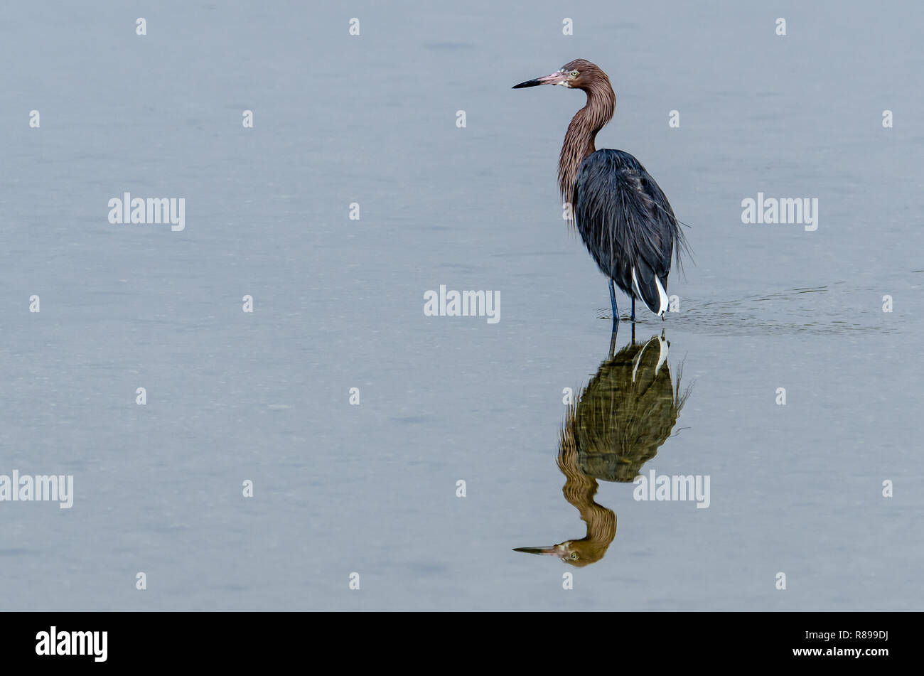 Reddish egret (Egretta rufescens) in Florida Stock Photo - Alamy