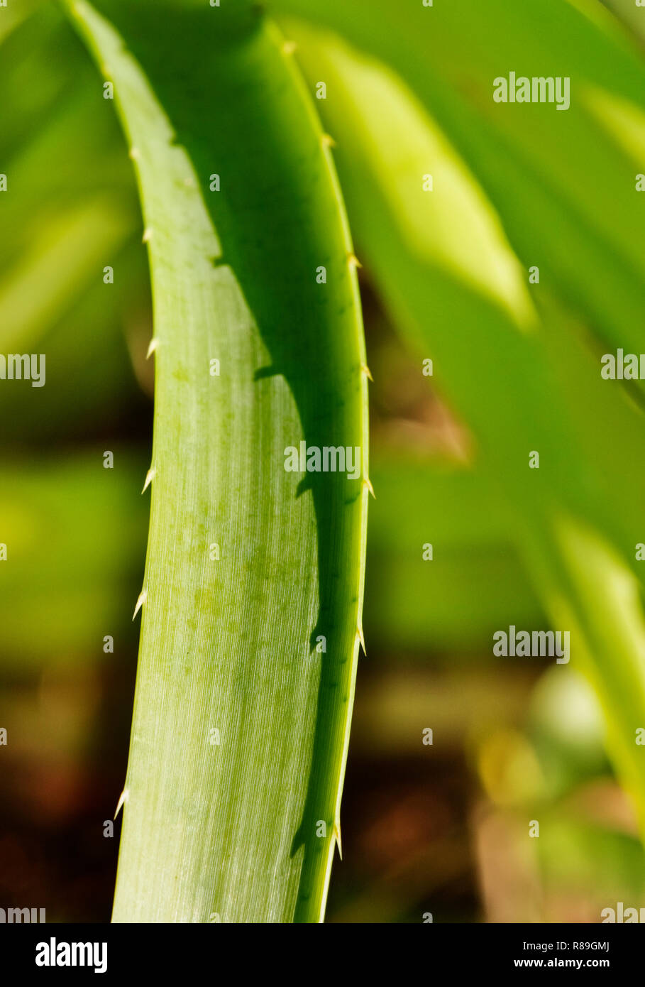 Long vertical leaf hi-res stock photography and images - Alamy