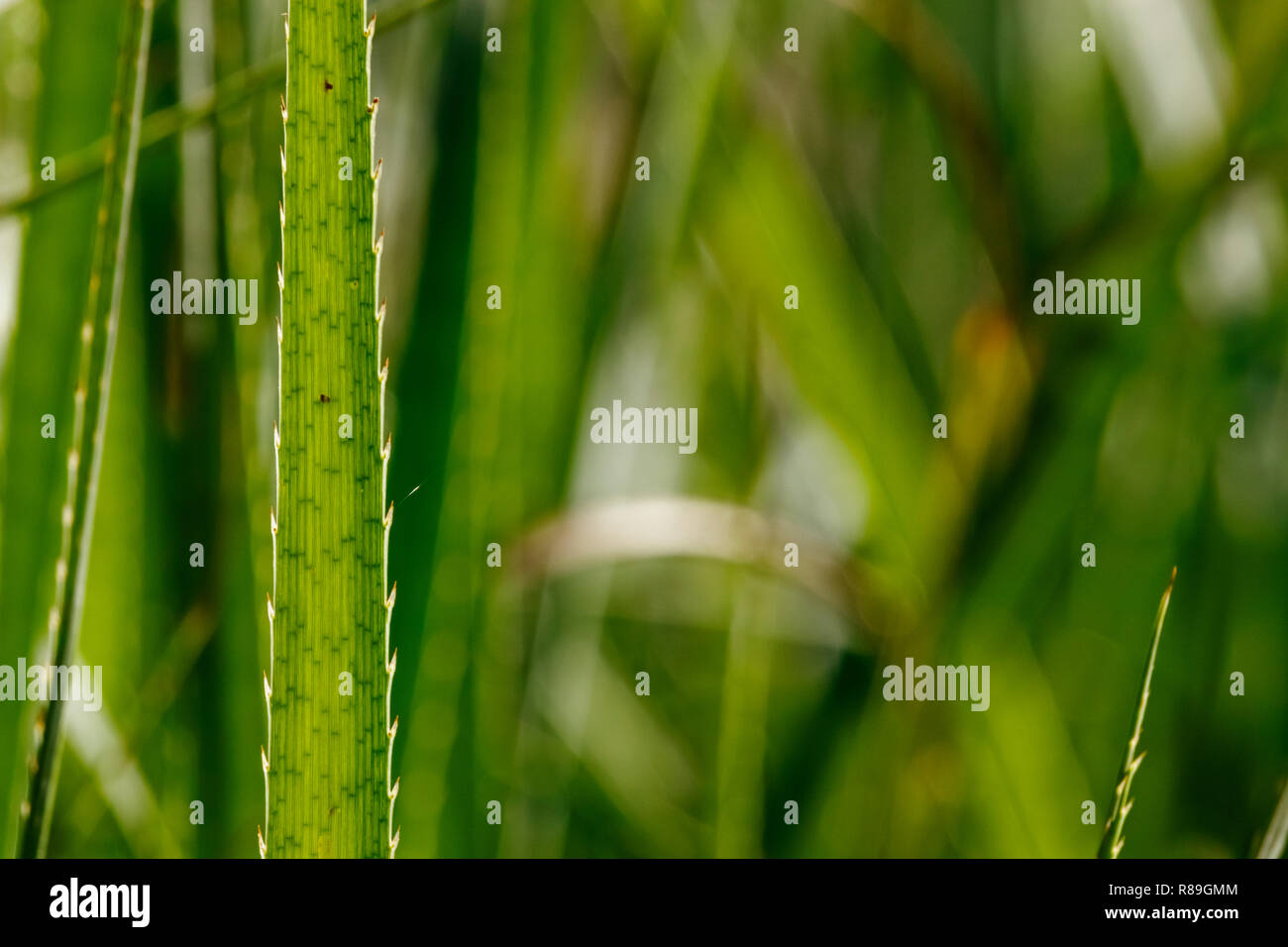 Leaf Shaped Sword High Resolution Stock Photography and Images - Alamy
