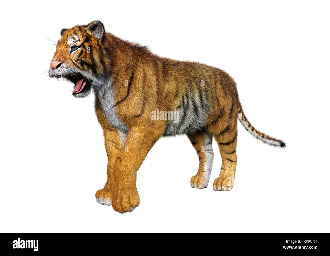 3D rendering of a big cat tiger isolated on white background Stock ...
