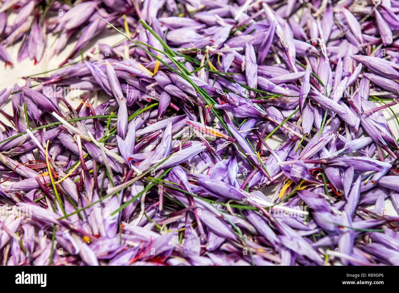 Background texture of plucked fresh saffron flowers from which an ...
