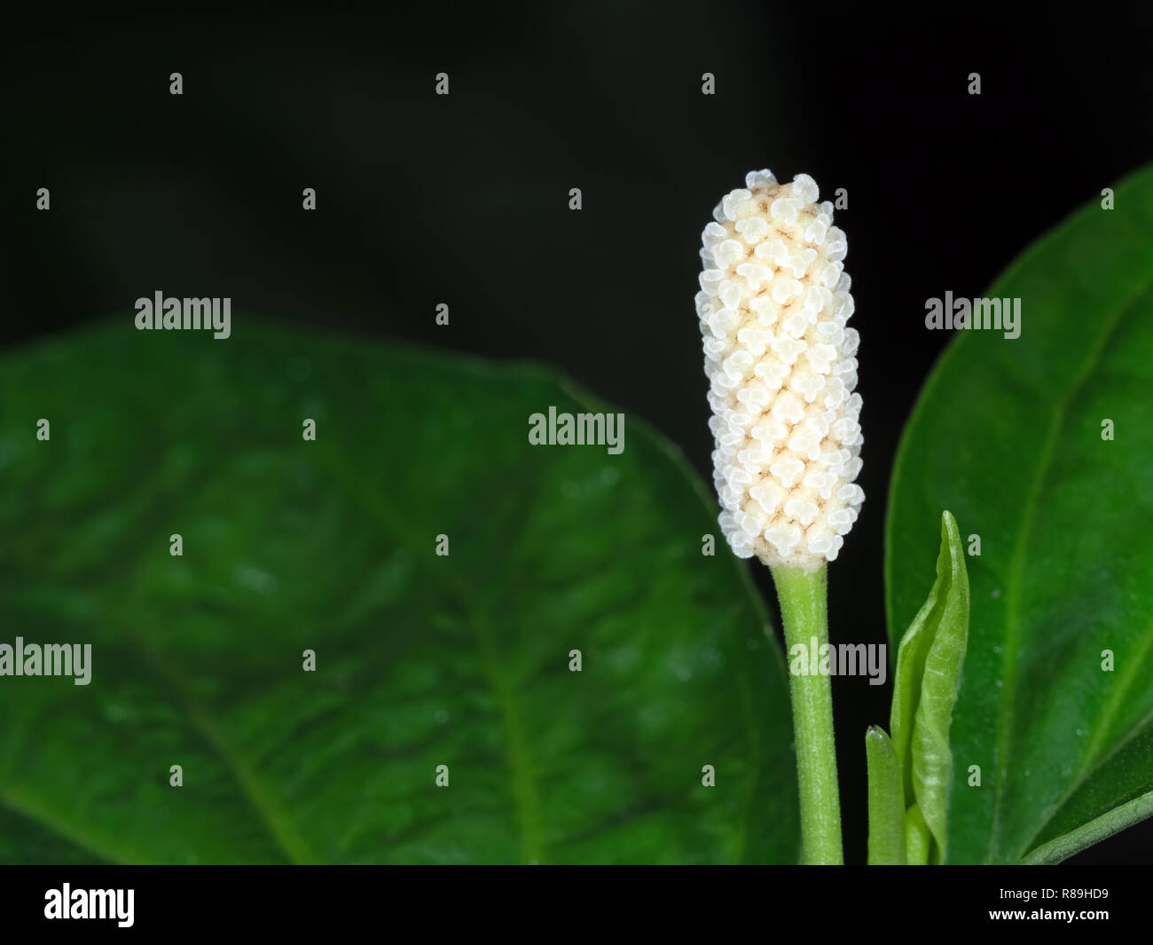 Closeup White Flower Buds with Green Leaves Isolated on Black ...