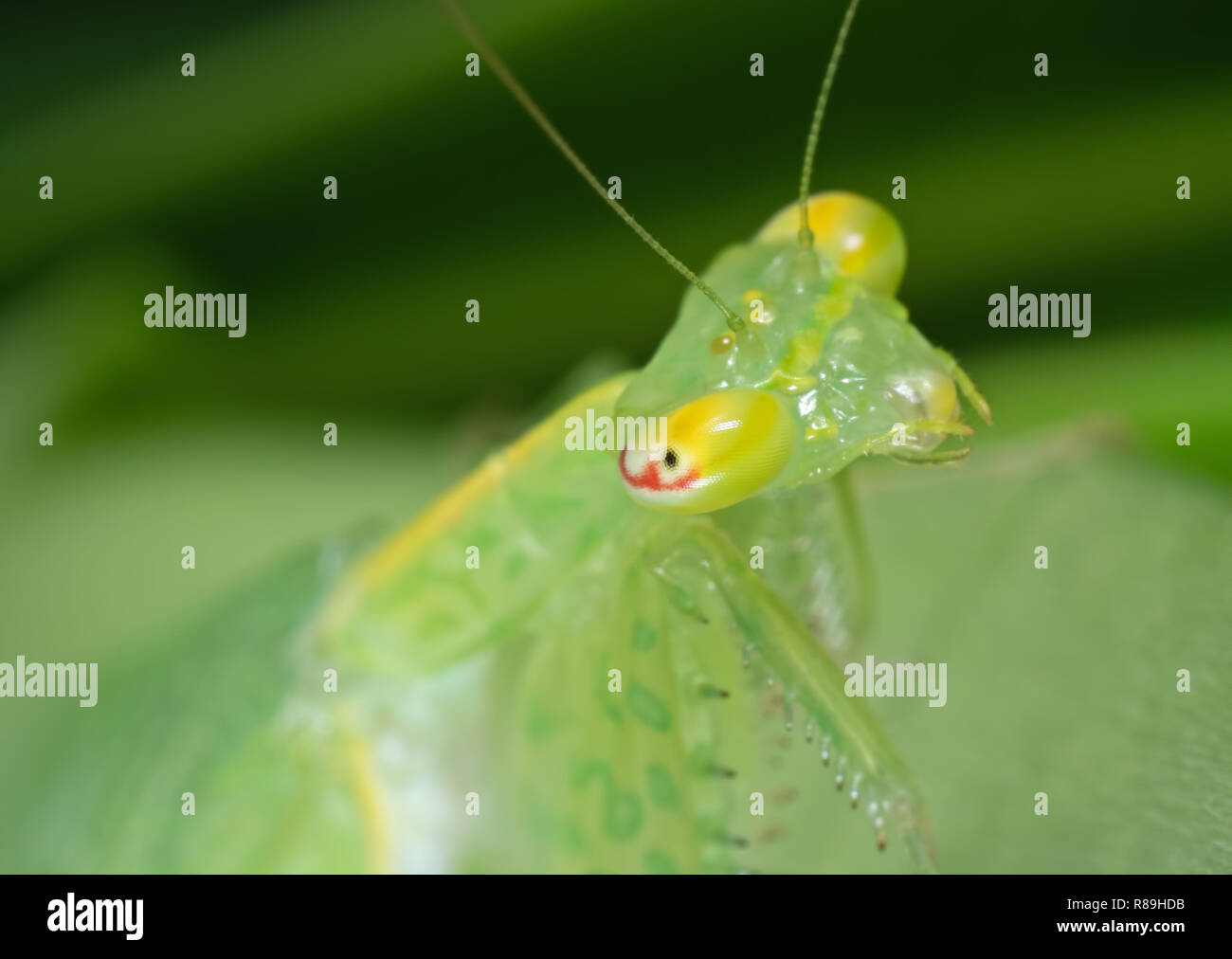 Macro Photography of Eye of Praying Mantis on Green Leaf Stock Photo ...