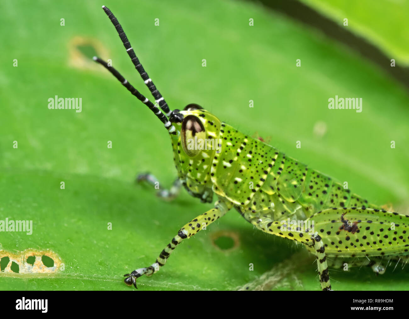 Macro Photography of Spotted Grasshopper on Green Leaf Stock Photo - Alamy