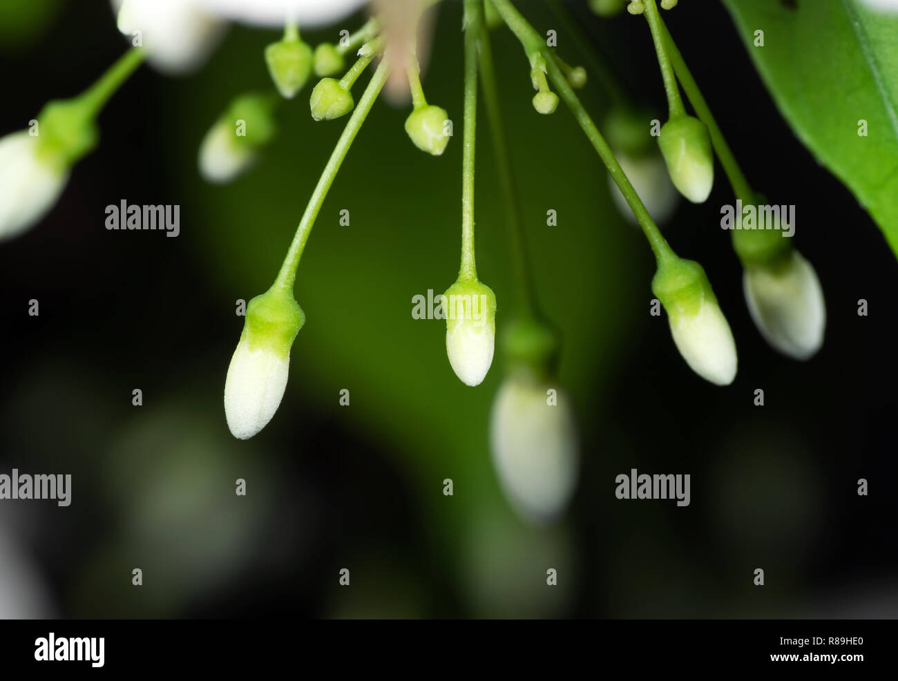Closeup White Flower Buds Isolated on Nature Background Stock Photo - Alamy